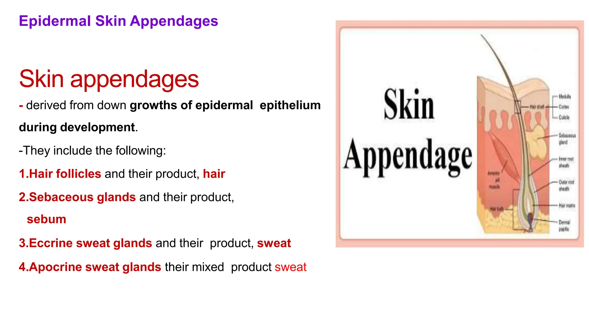 Skin Tissue - Histology and Embryrology. | PPTX