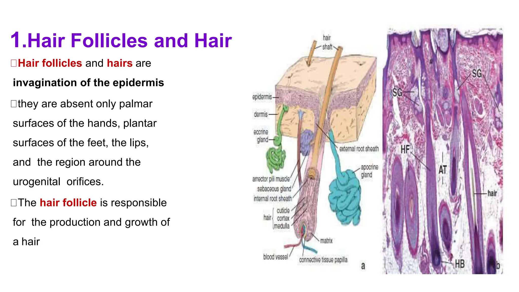 Skin Tissue - Histology and Embryrology. | PPTX