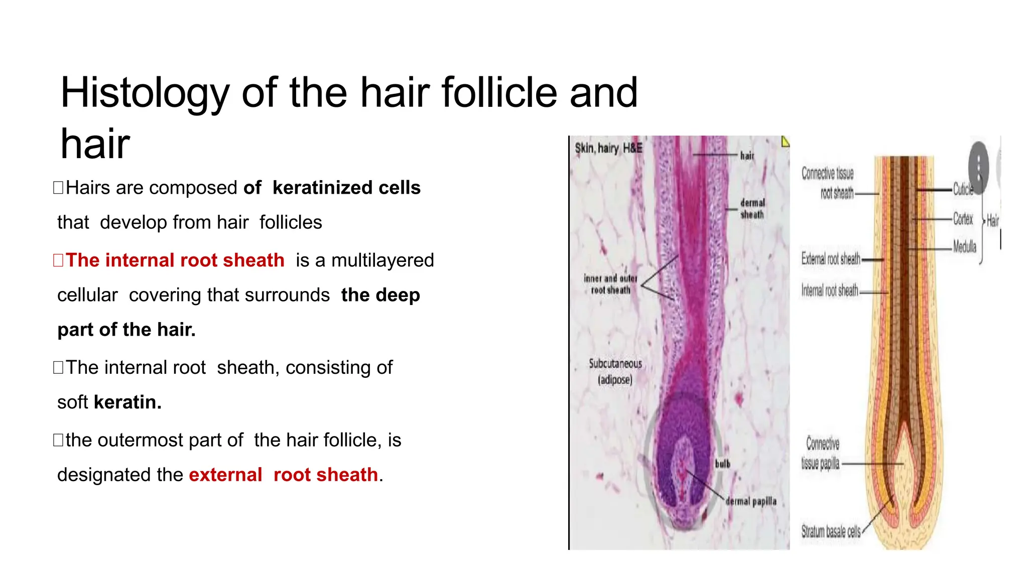 Skin Tissue - Histology and Embryrology. | PPTX