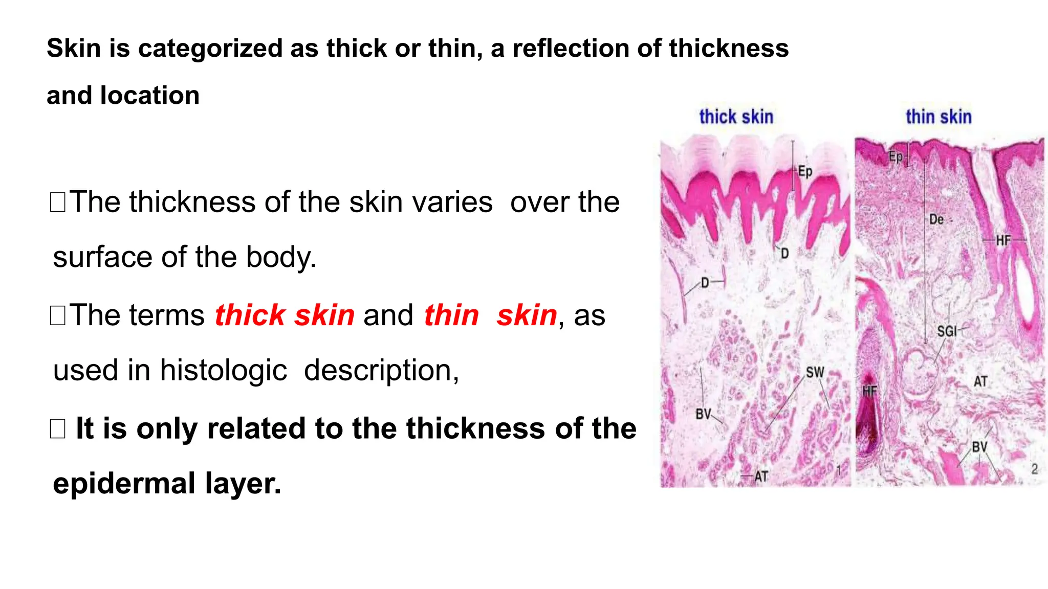 Skin Tissue - Histology and Embryrology. | PPTX