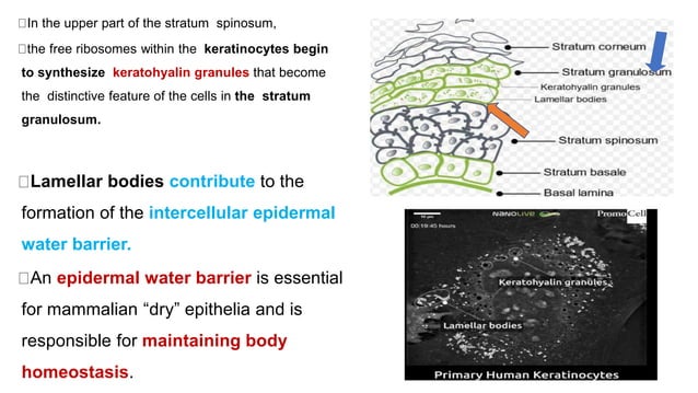 Skin Tissue - Histology and Embryrology. | PPT