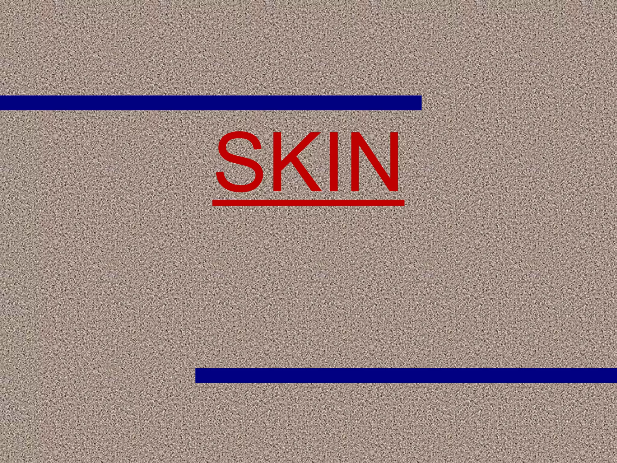 Skin | PPT