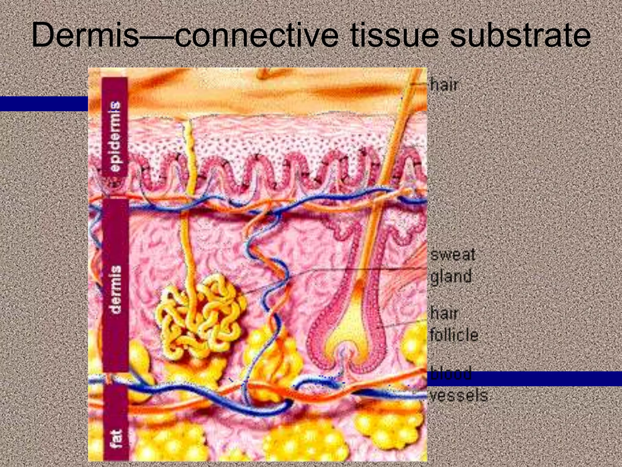 Skin | PPT
