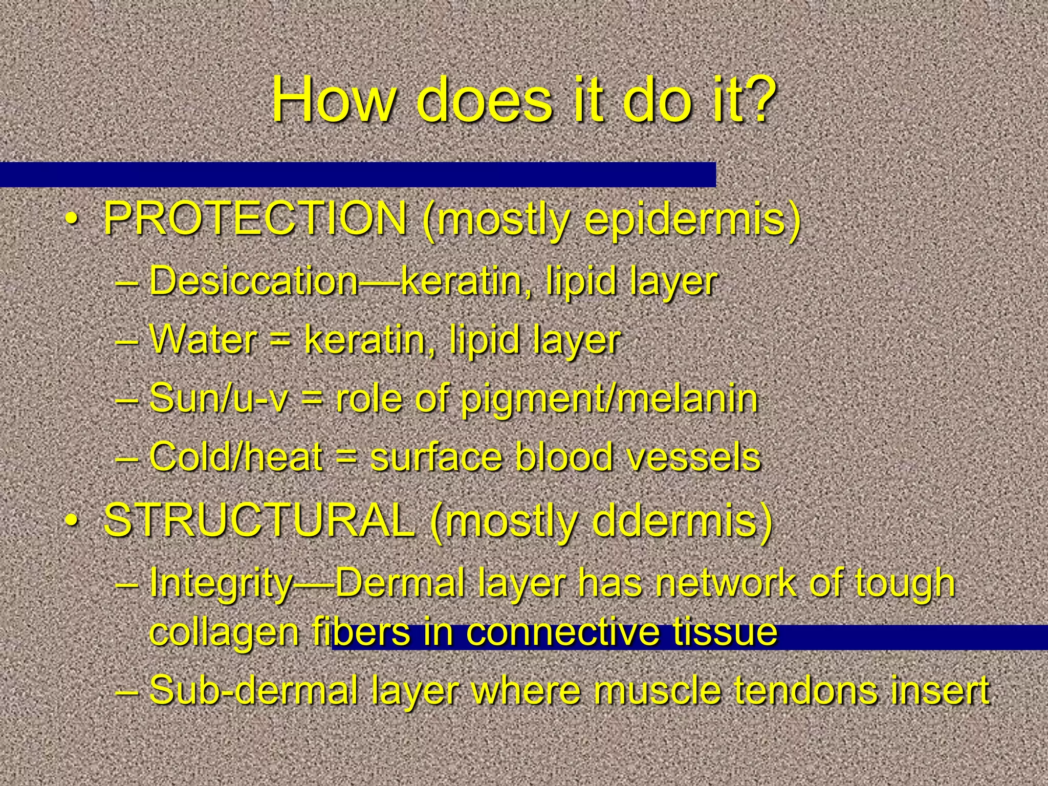 Skin | PPT