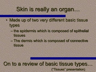 Skin | PPT