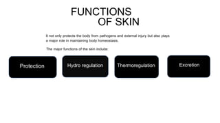 Skin and fascia PDF for college seminars | PPTX