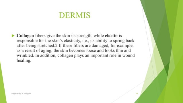 SKIN .ppt