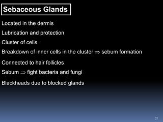 Unit VII: Integumentary System (Skin, Nail & Hair) | PPT