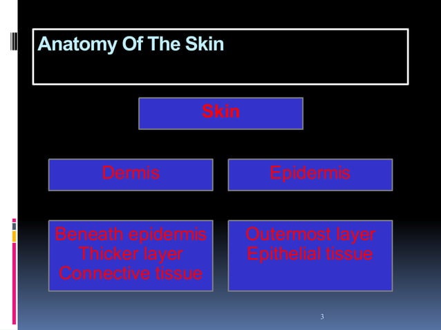 Unit VII: Integumentary System (Skin, Nail & Hair) | PPT