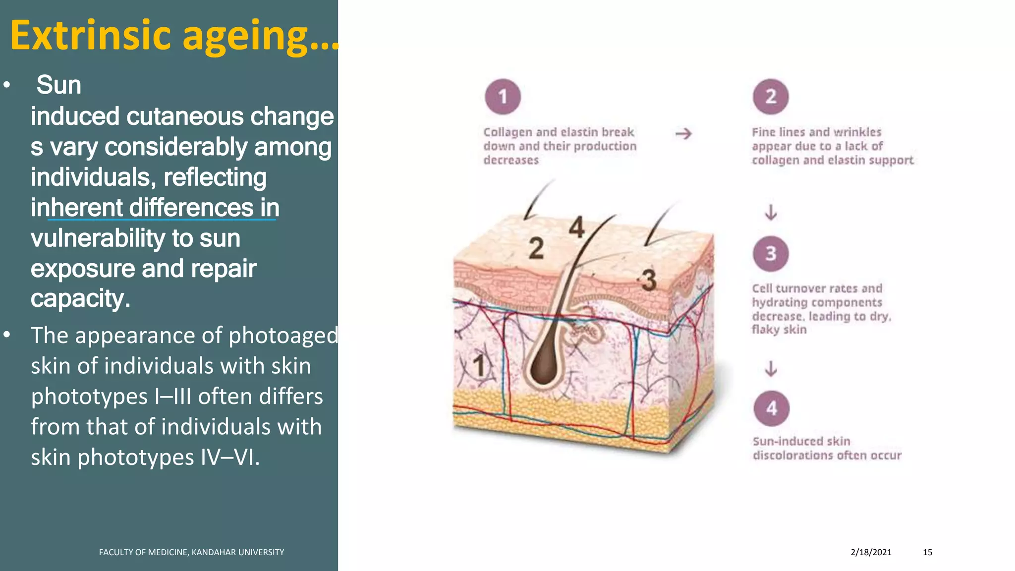 Skin ageing | PPTX