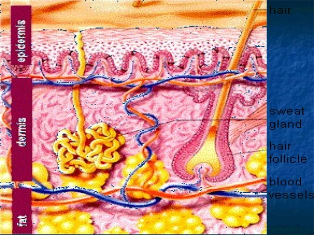dermatology.Skin anatomy.(dr.darseem)