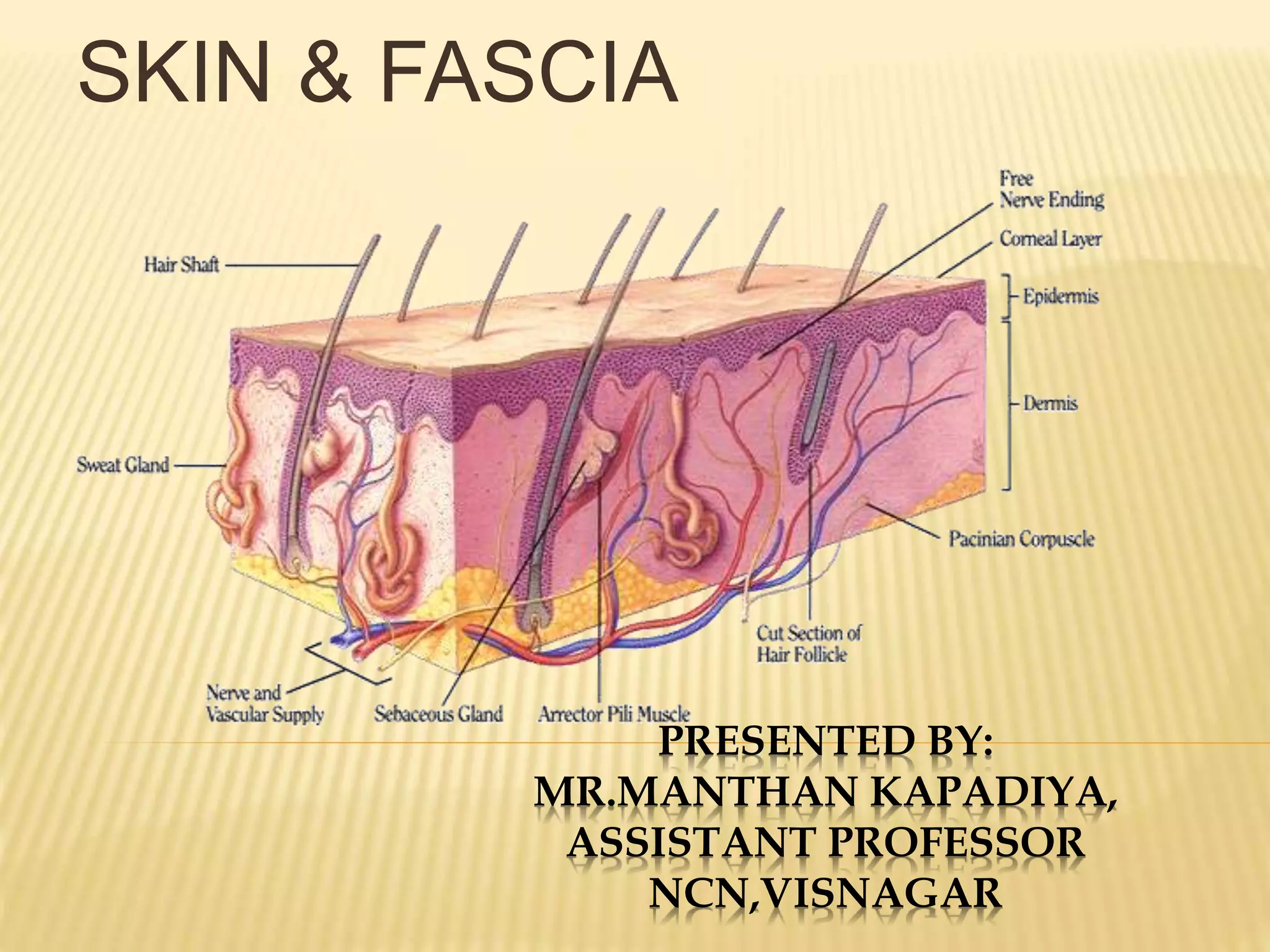 Skin anatomy and physiology | PPTX | Skin and Dermatology | Diseases ...