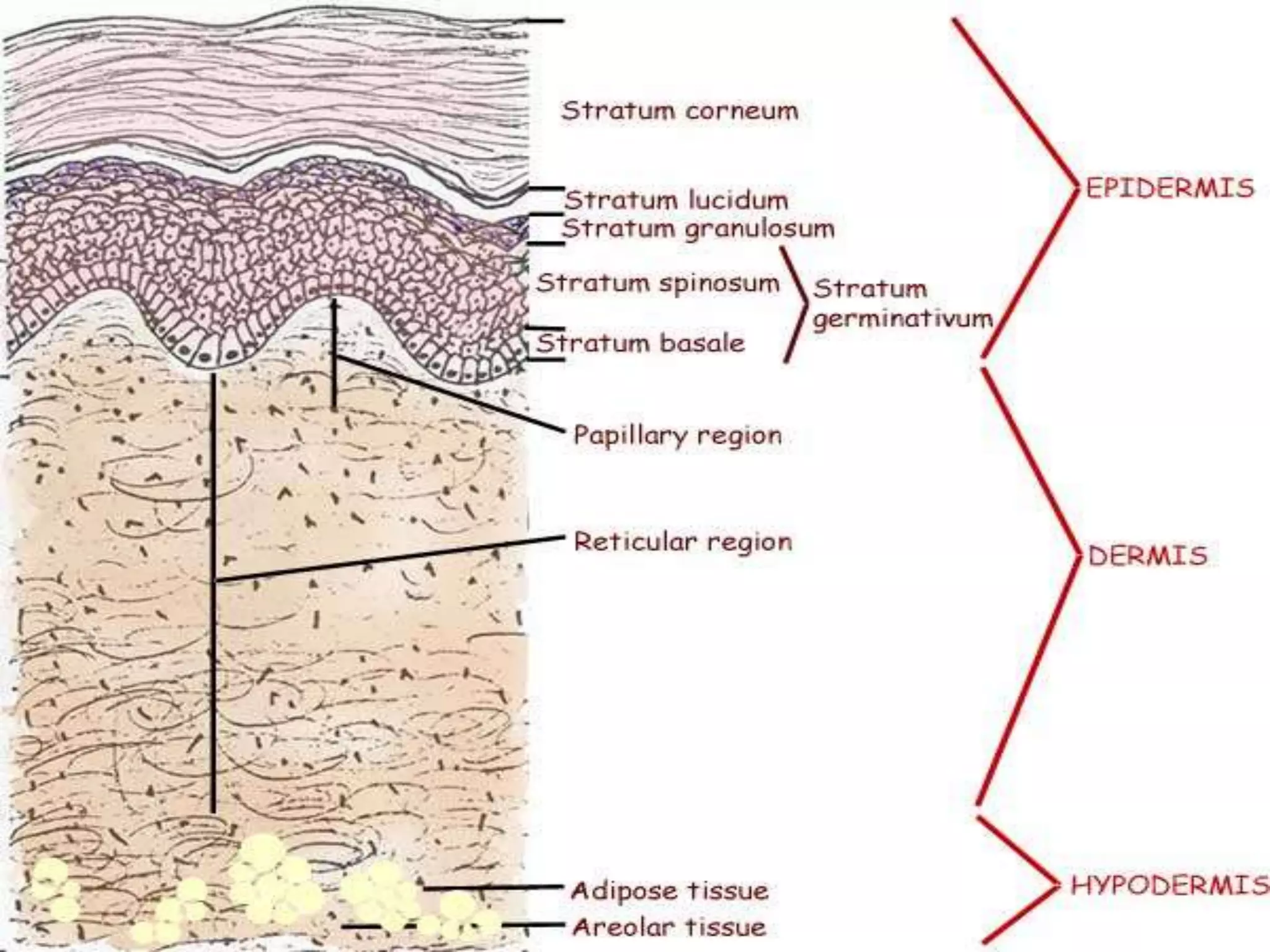 Skin anatomy and physiology | PPTX