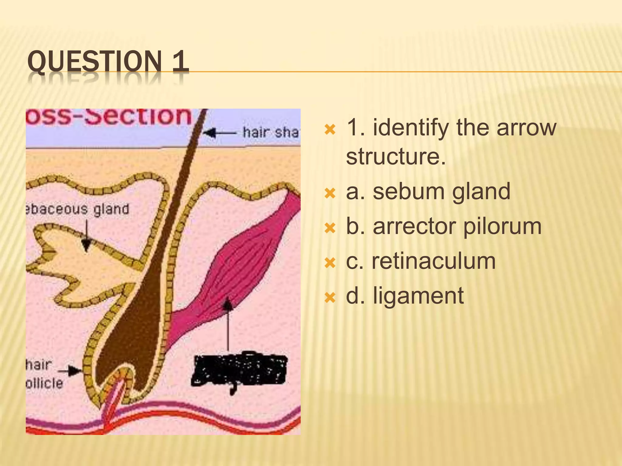 Skin anatomy and physiology | PPTX