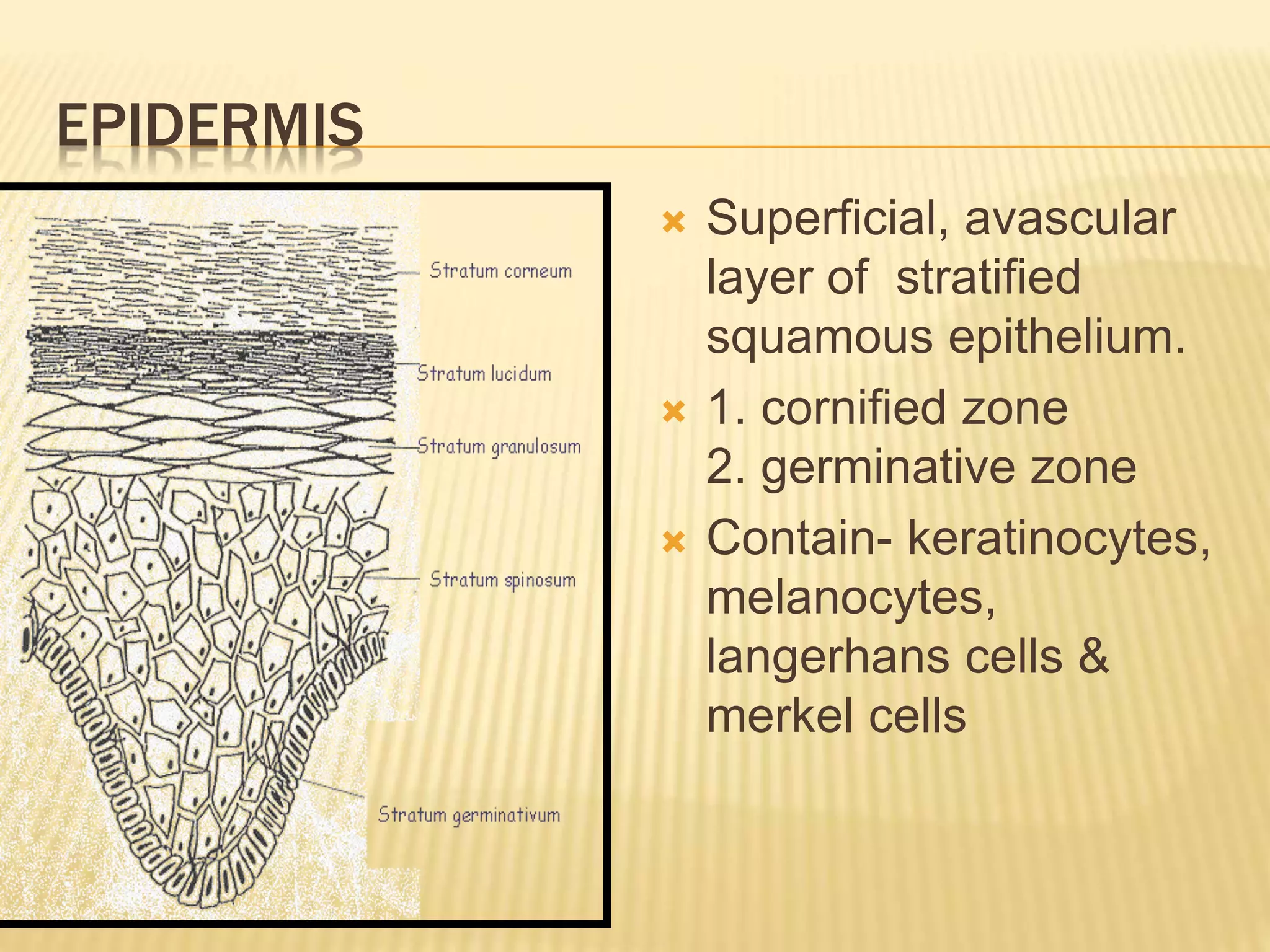 Skin anatomy and physiology | PPTX