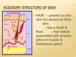 Skin anatomy and physiology | PPTX