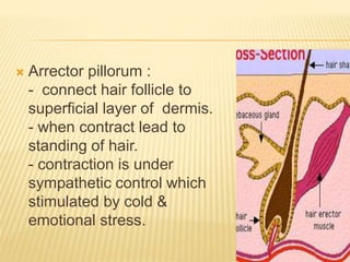 Skin anatomy and physiology | PPTX