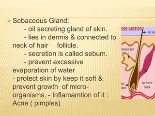 Skin anatomy and physiology | PPTX