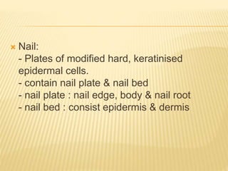 Skin anatomy and physiology | PPTX