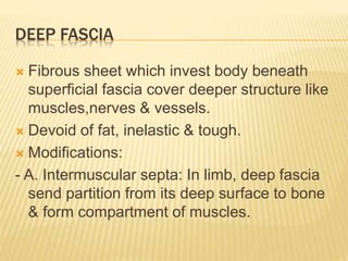 Skin anatomy and physiology | PPTX