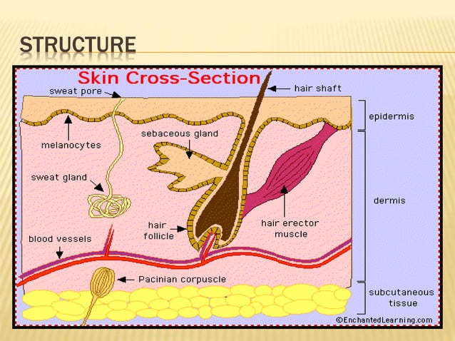 Skin anatomy and physiology | PPTX | Skin and Dermatology | Diseases and Conditions