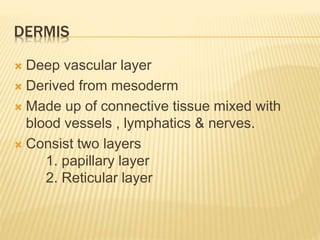 Skin anatomy and physiology | PPTX