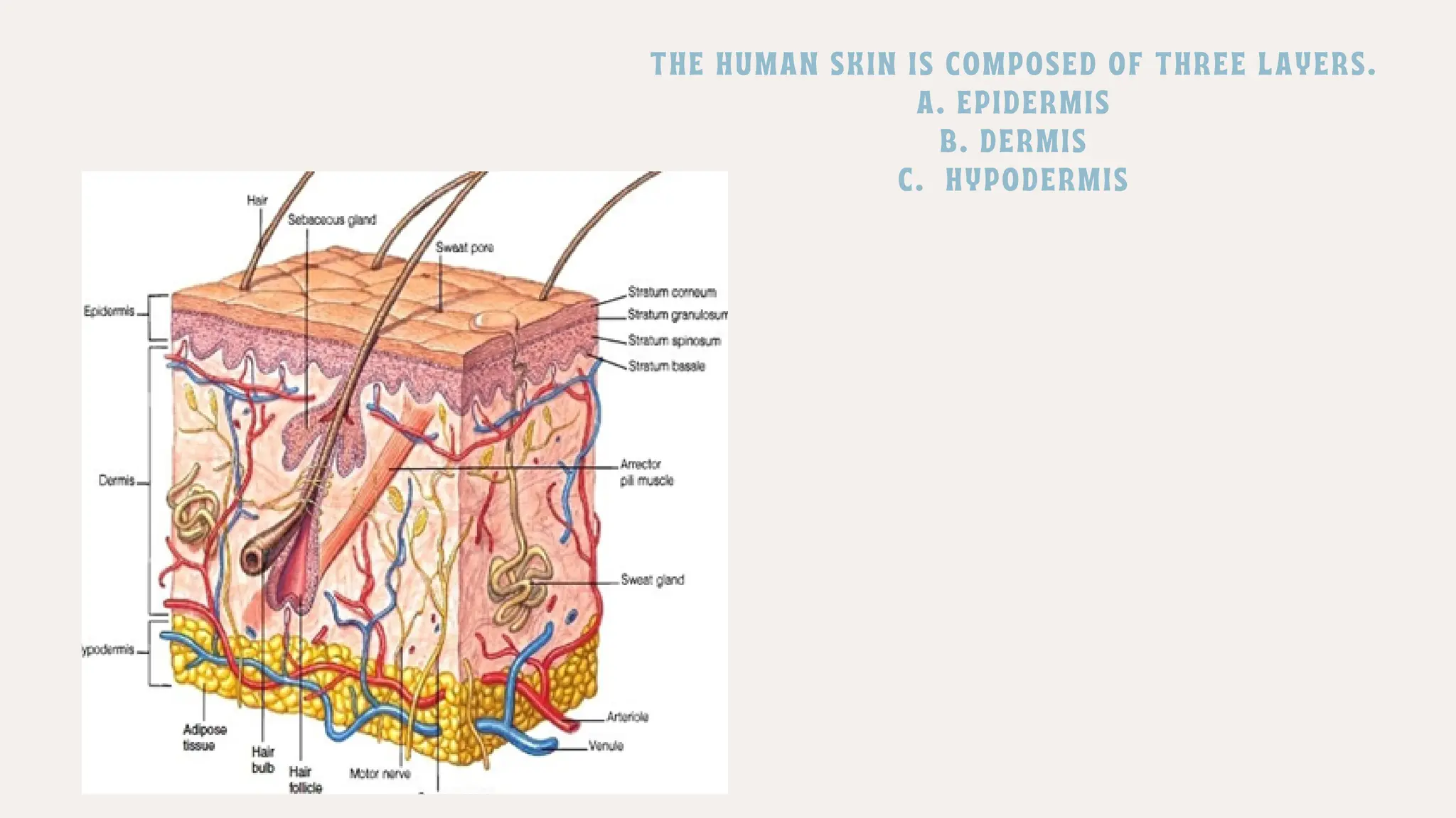 Skin Anatomy of human skin LAYERS OF SKIN | PDF