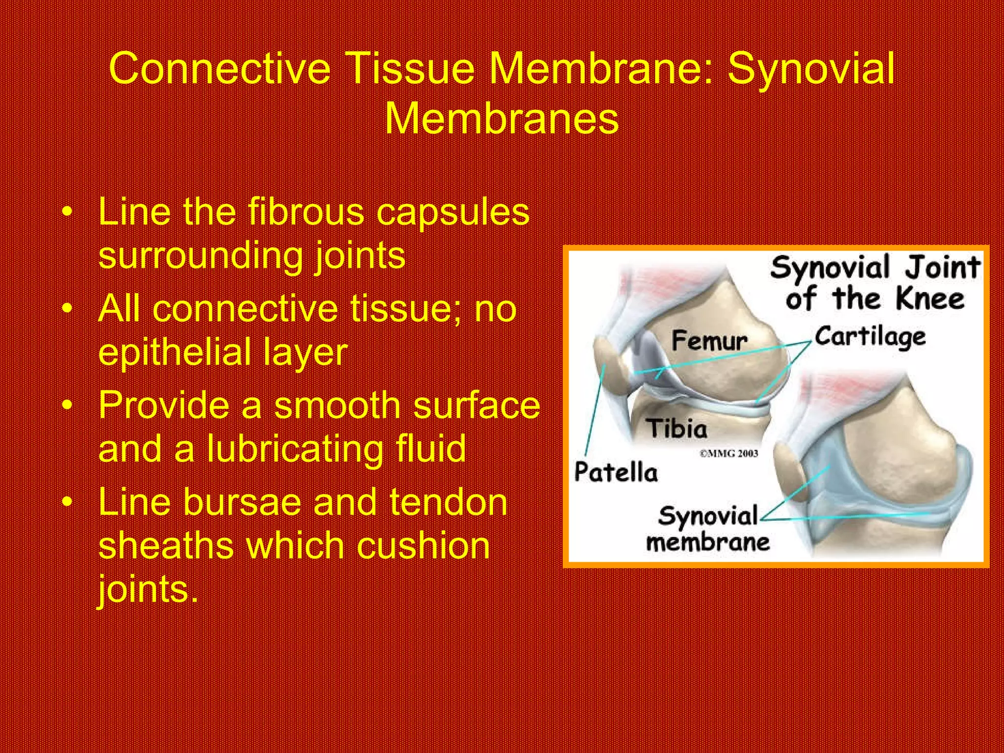 Skin and body membranes | PPT