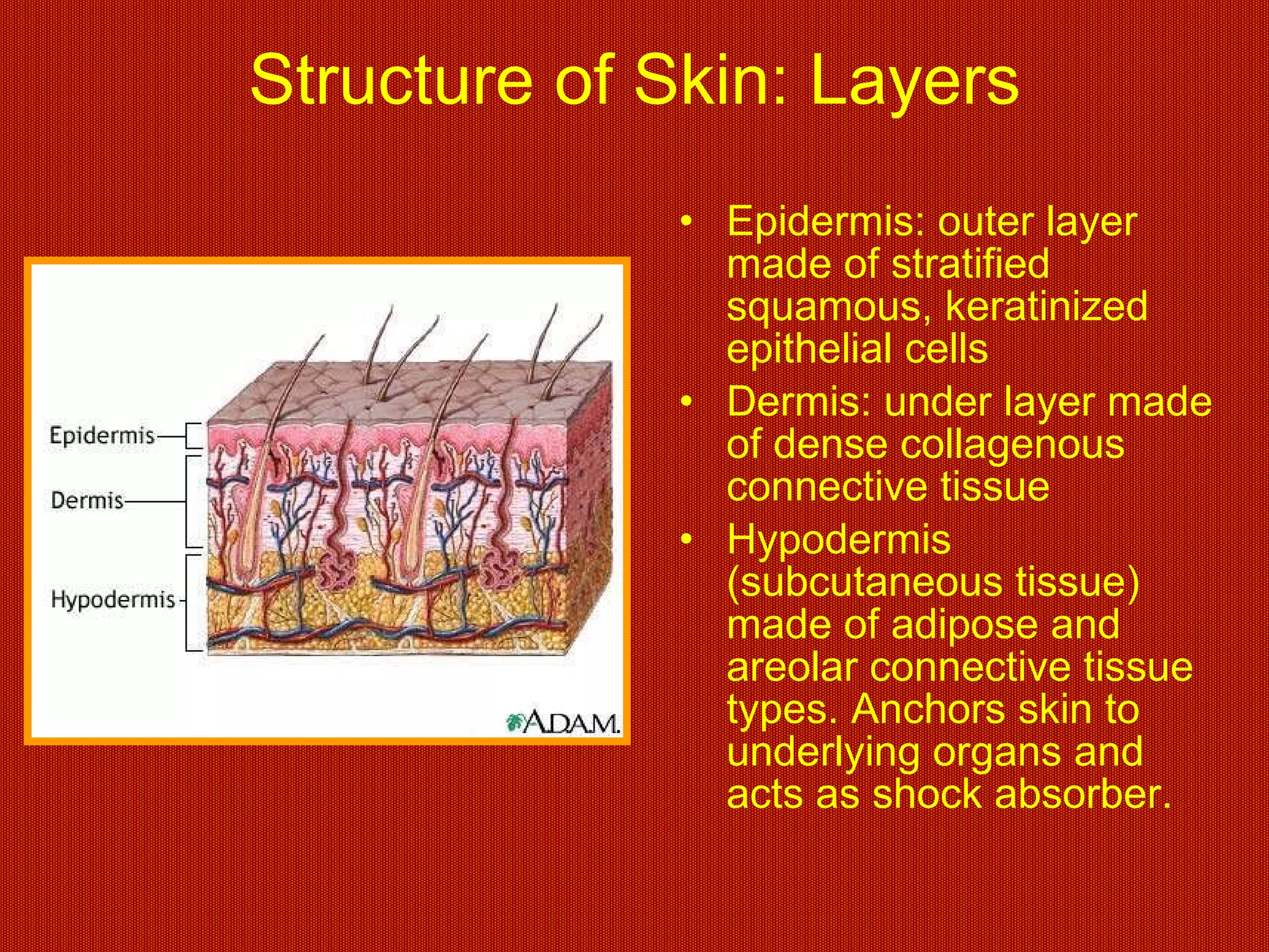 Skin and body membranes | PPT
