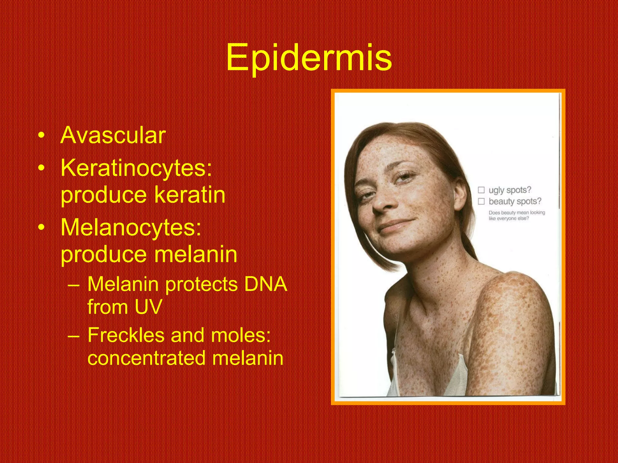 Skin and body membranes | PPT