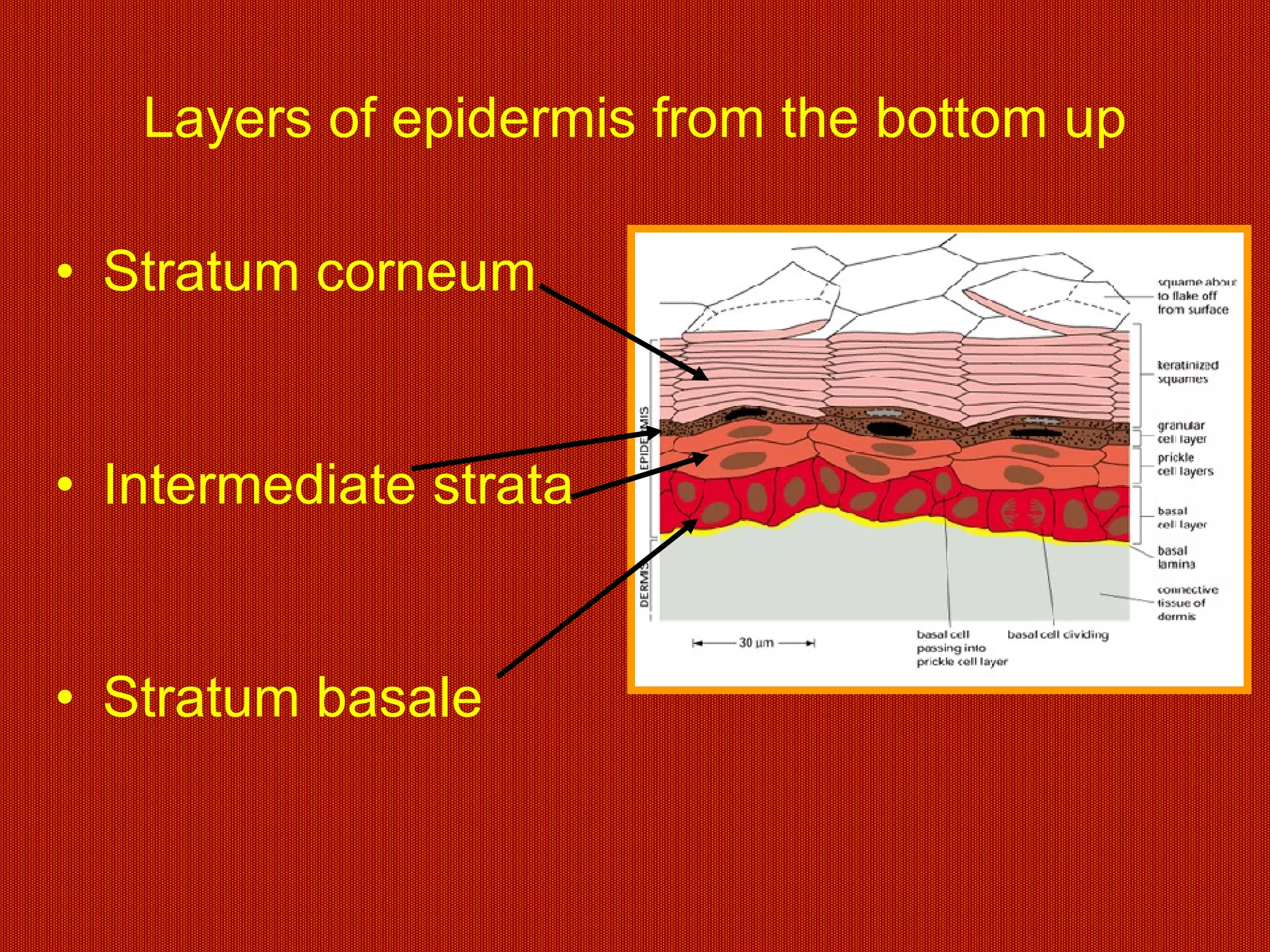 Skin and body membranes | PPT