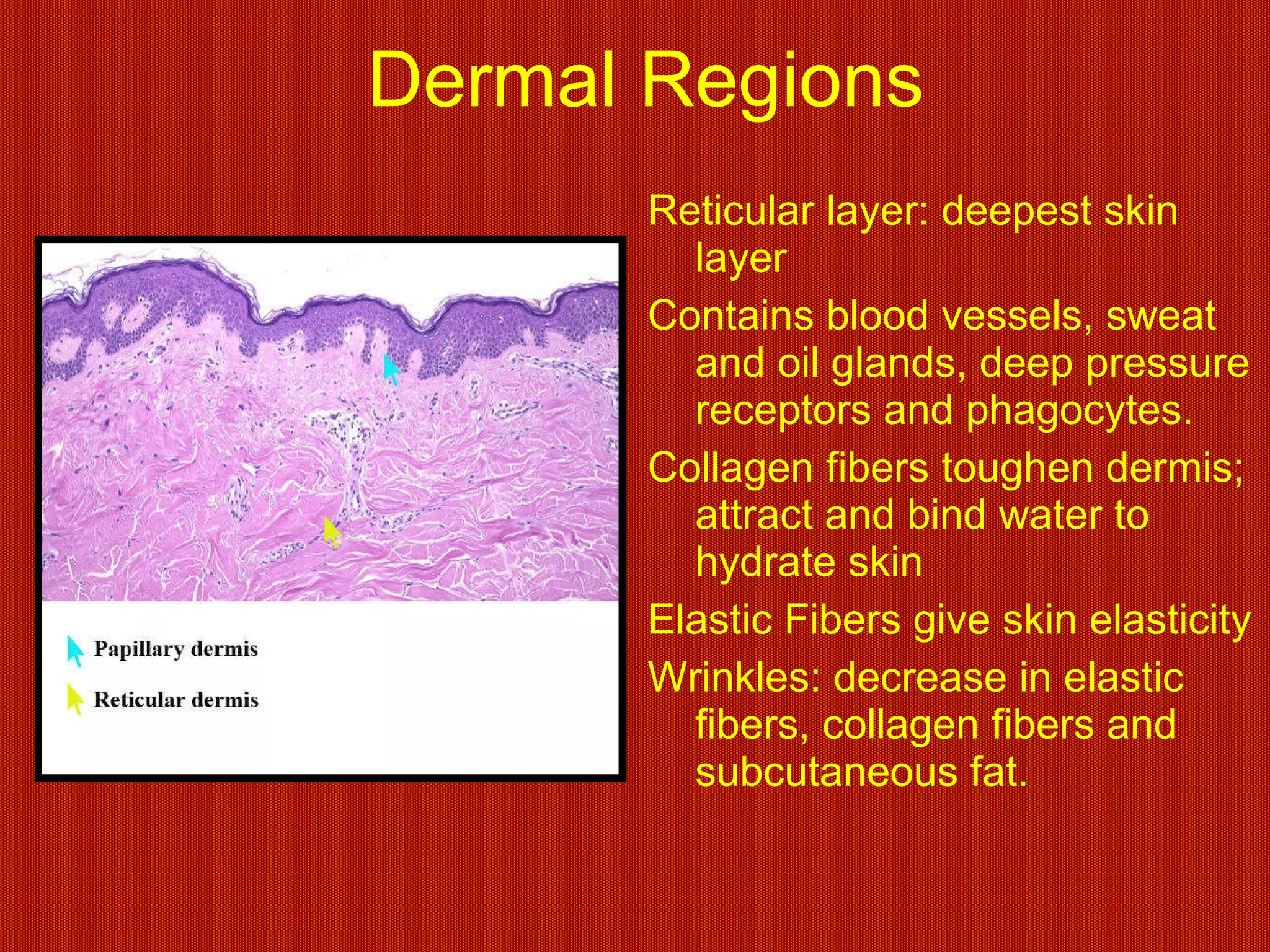 Skin and body membranes | PPT