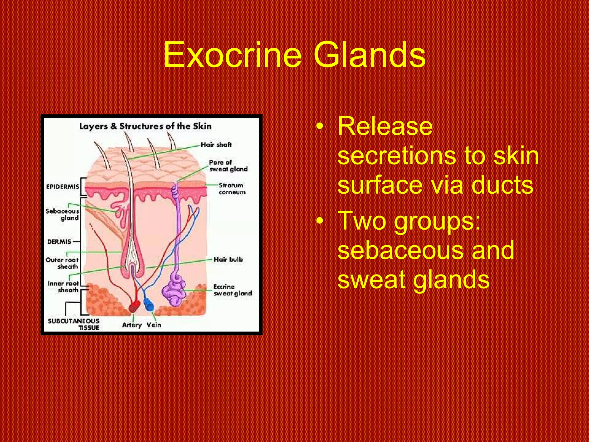 Skin and body membranes | PPT