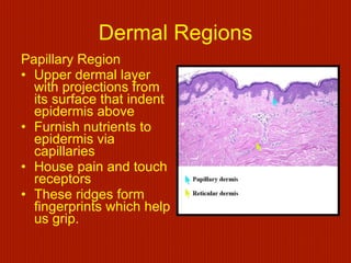 Skin and body membranes | PPT