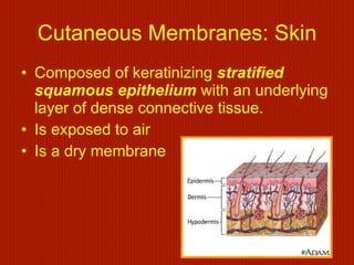 Skin and body membranes | PPT