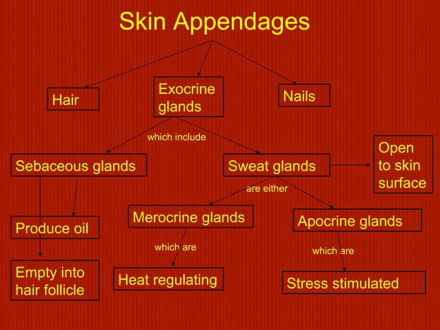Skin and body membranes | PPT