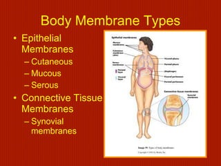 Types Of Body Membranes