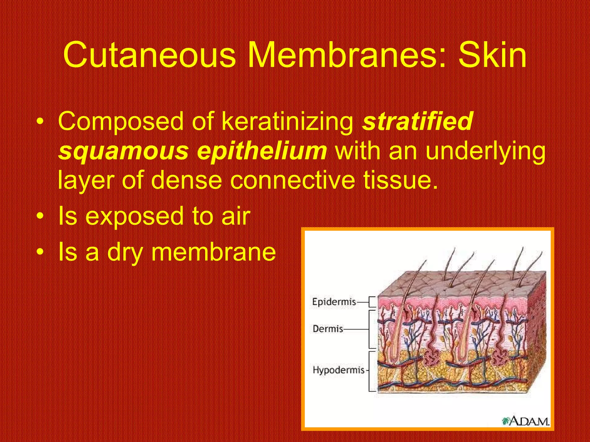Skin and body membranes | PPT
