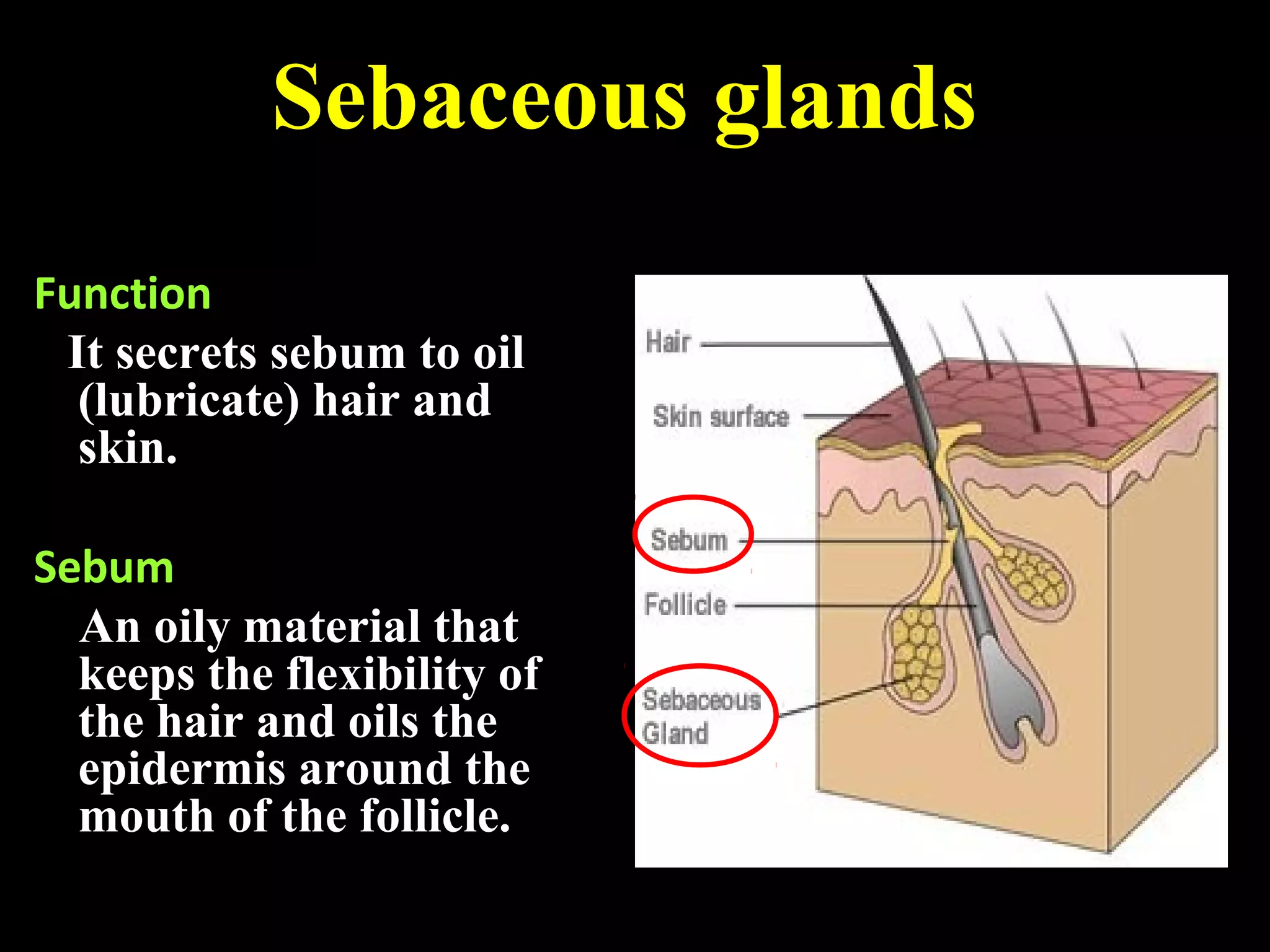 Skin and fascia | PPT