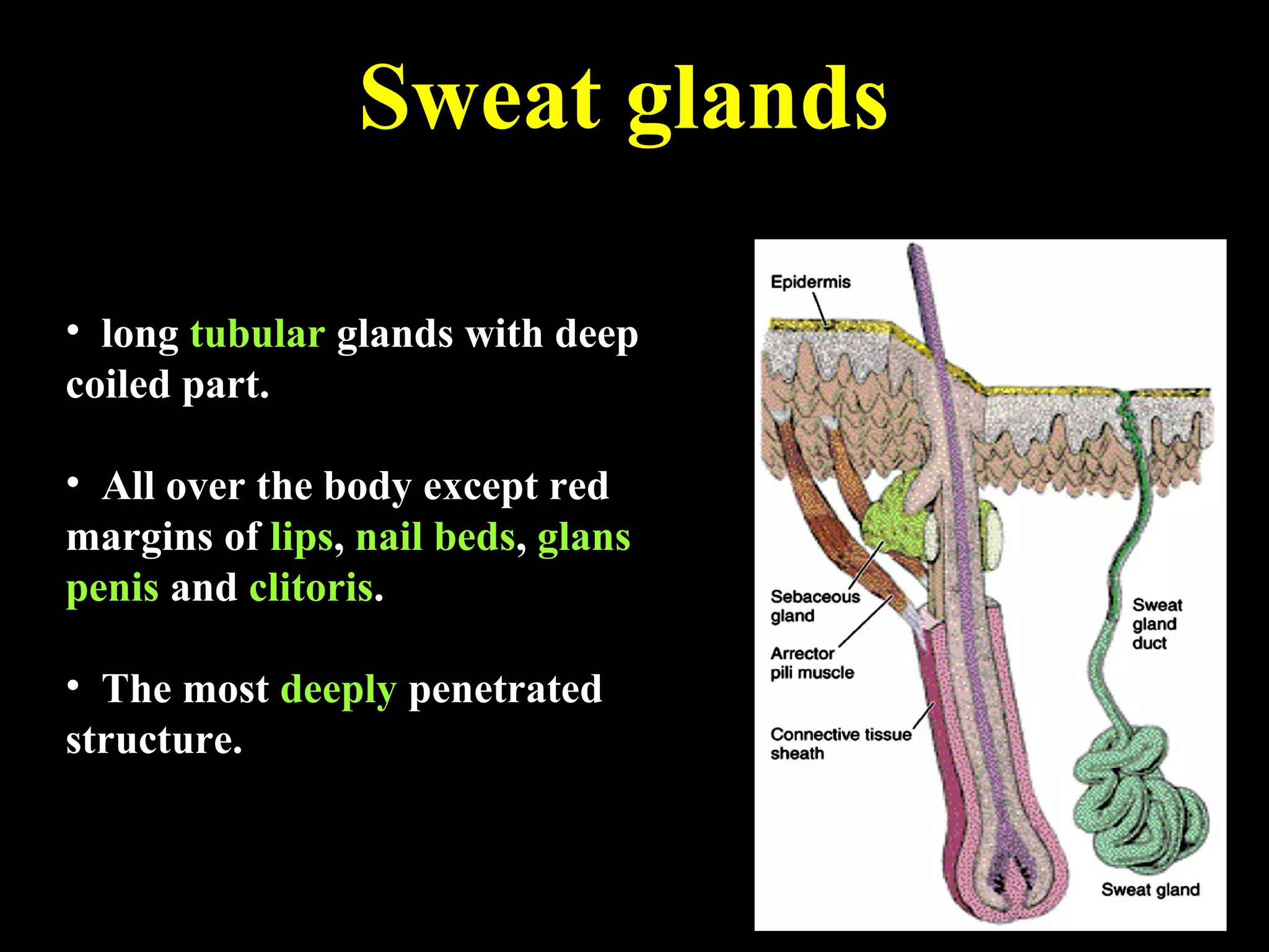 Skin and fascia | PPT