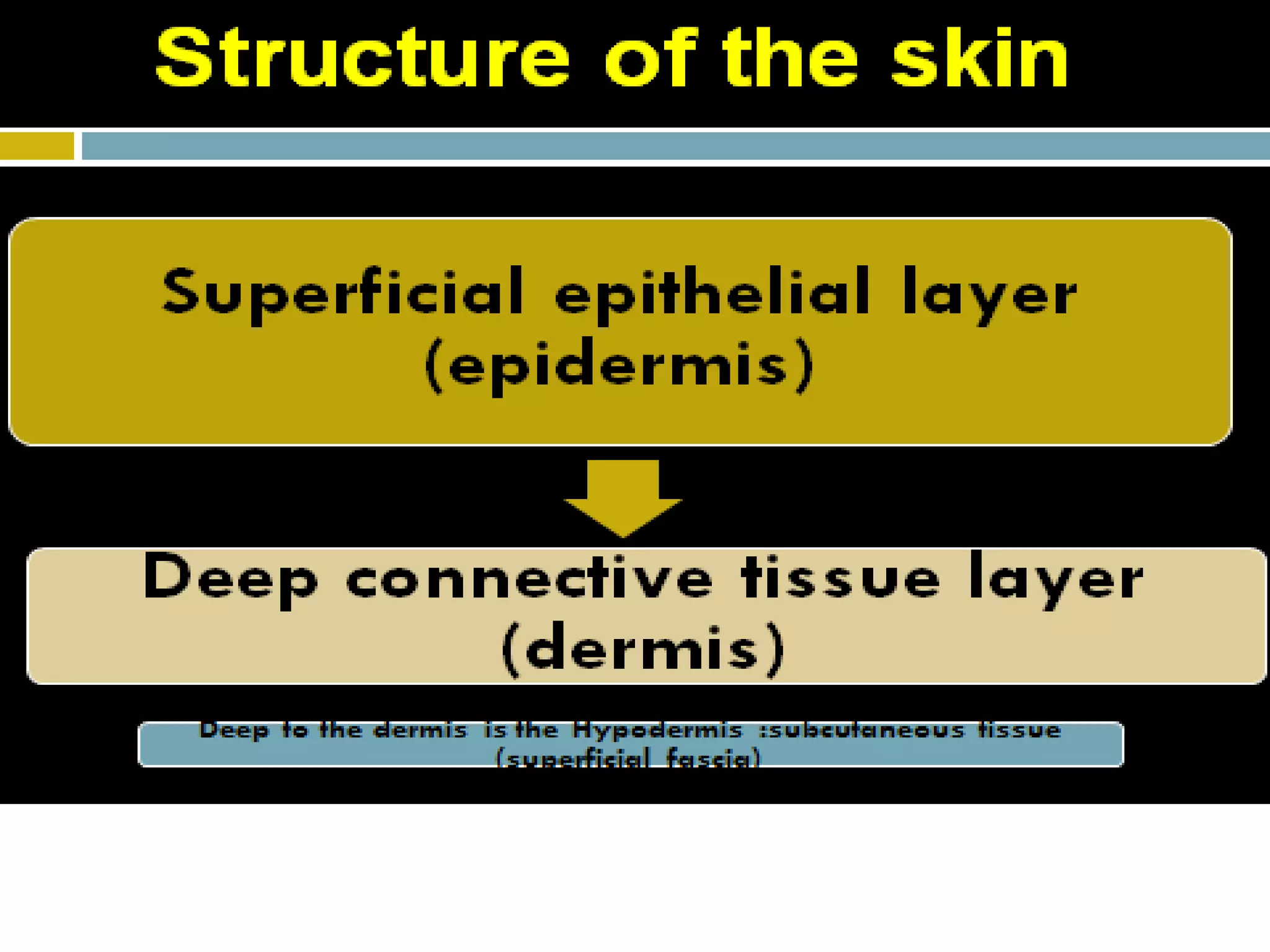 Skin and fascia | PPT