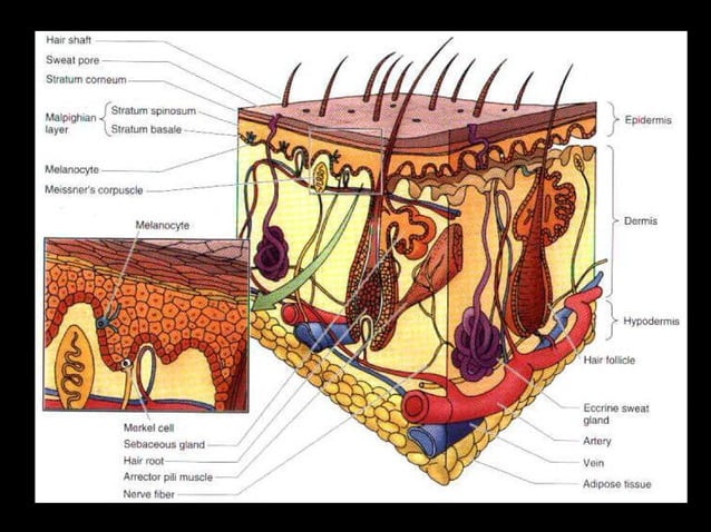 Skin and fascia