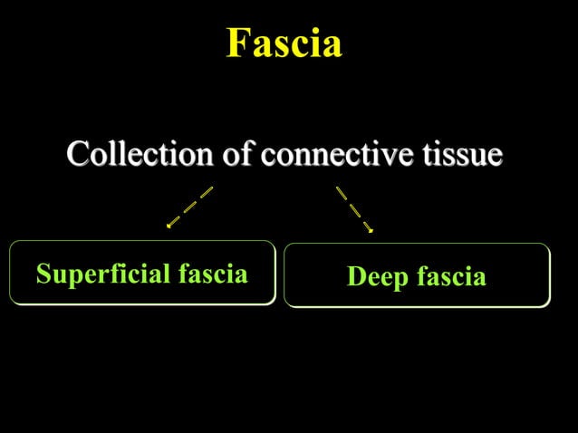 skin and fascia detailed ppt and pdf download here by Dr anukool duvedi ...