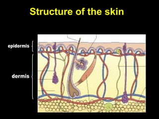skin and fascia detailed ppt and pdf download here by Dr anukool duvedi ...