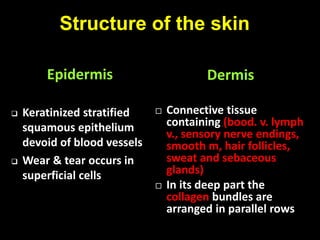 skin and fascia detailed ppt and pdf download here by Dr anukool duvedi ...