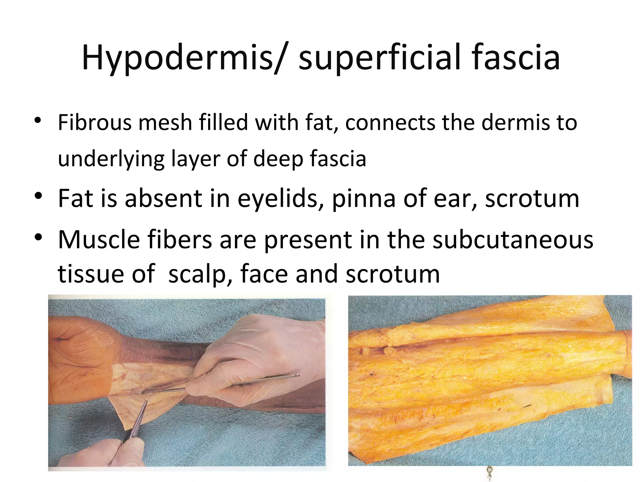 Skin and fascial medicos notes.com