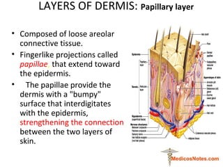 Skin and fascial medicos notes.com