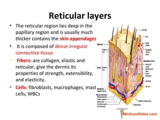 Skin and fascial medicos notes.com