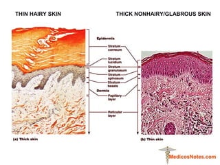 Skin and fascial medicos notes.com