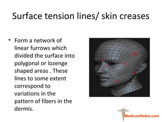 Skin and fascial medicos notes.com